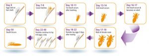 Life Cycle of Lice and Eggs | NYDA Canada