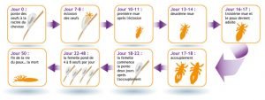 Le cycle de vie des poux et des oeufs | NYDA Canada
